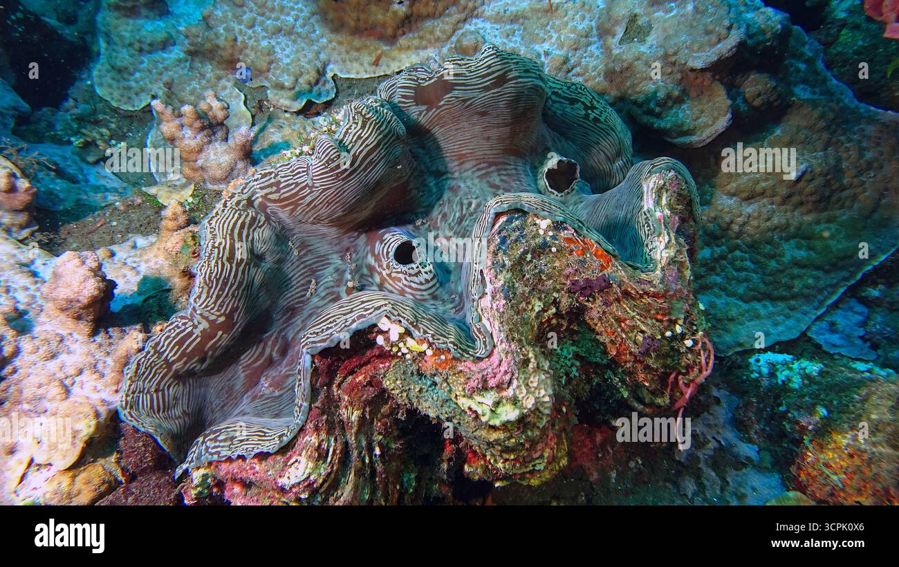 Giant clam with visible siphon opening on coral reef in Bali Stock ...