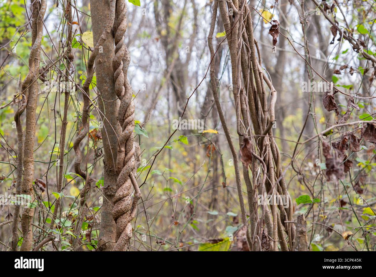 Thick woody vines hi-res stock photography and images - Alamy