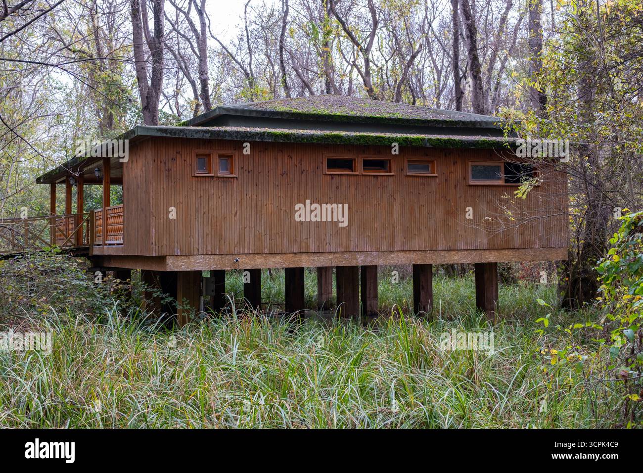 Raised wooden cabin or observation hut built on stilts in a dense ...