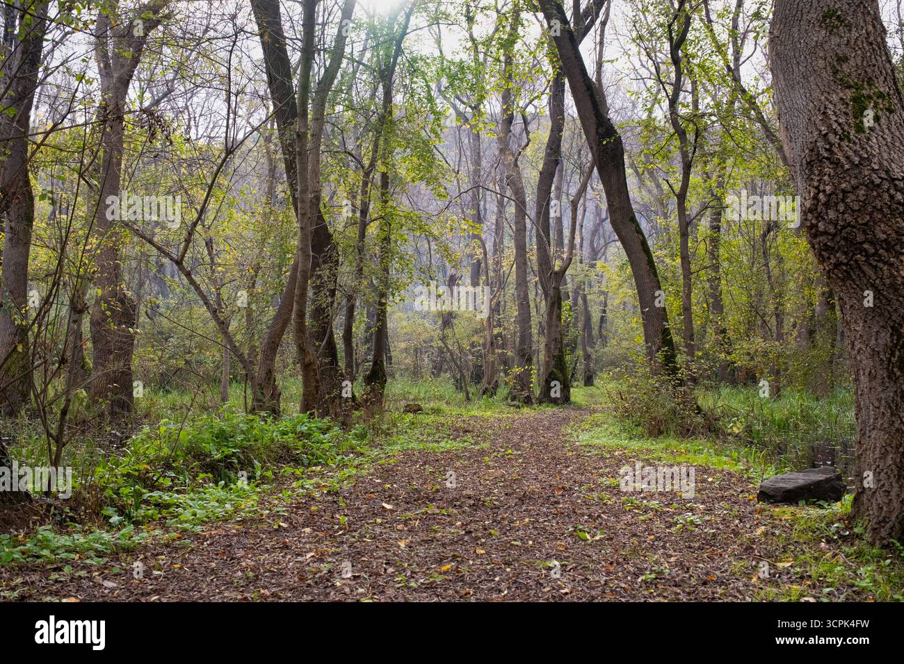 A quiet forest path with fallen autumn leaves. Peaceful walking path ...