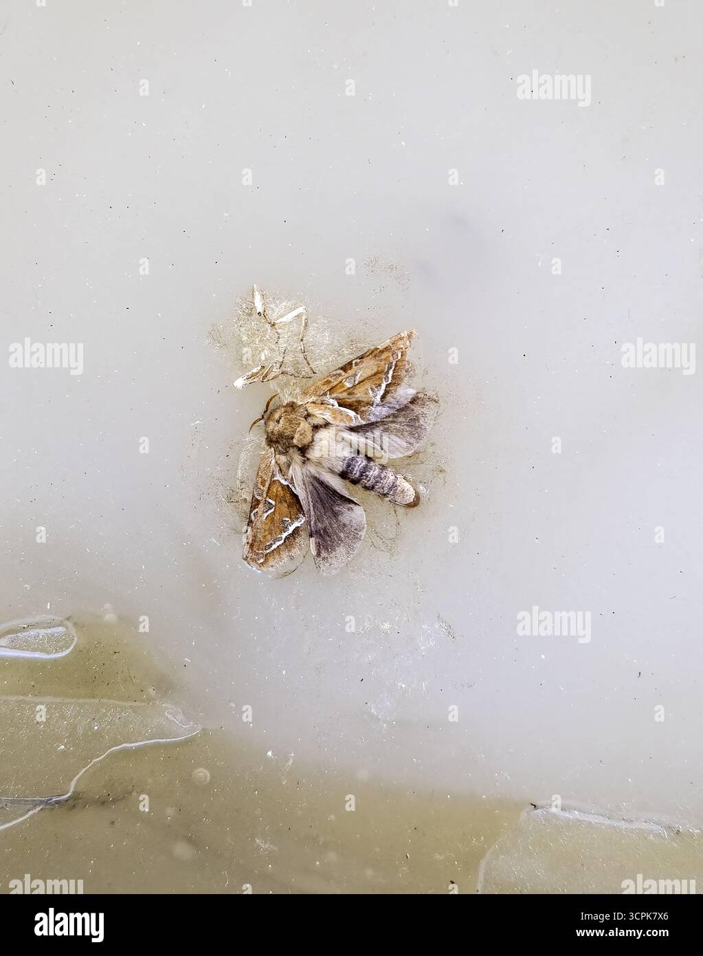 Detail dead dried insect hi-res stock photography and images - Alamy