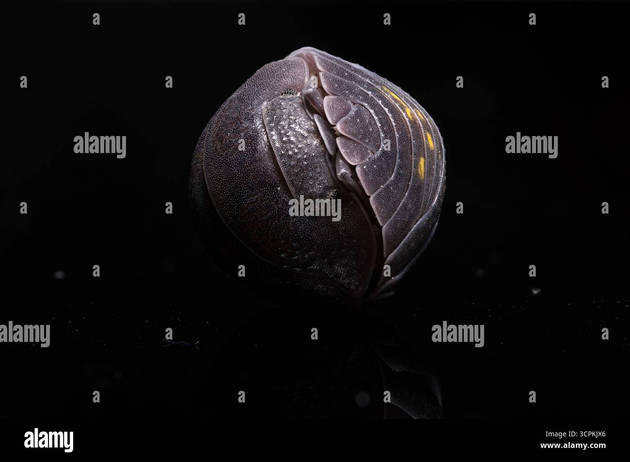Roly poly bugs hi-res stock photography and images - Alamy
