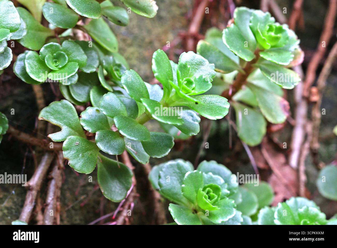 Invasive Neophyten im Garten Die Kaukasus-Asienfetthenne an einer alten ...