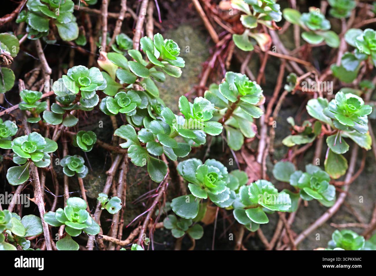 Invasive Neophyten im Garten Die Kaukasus-Asienfetthenne an einer alten ...