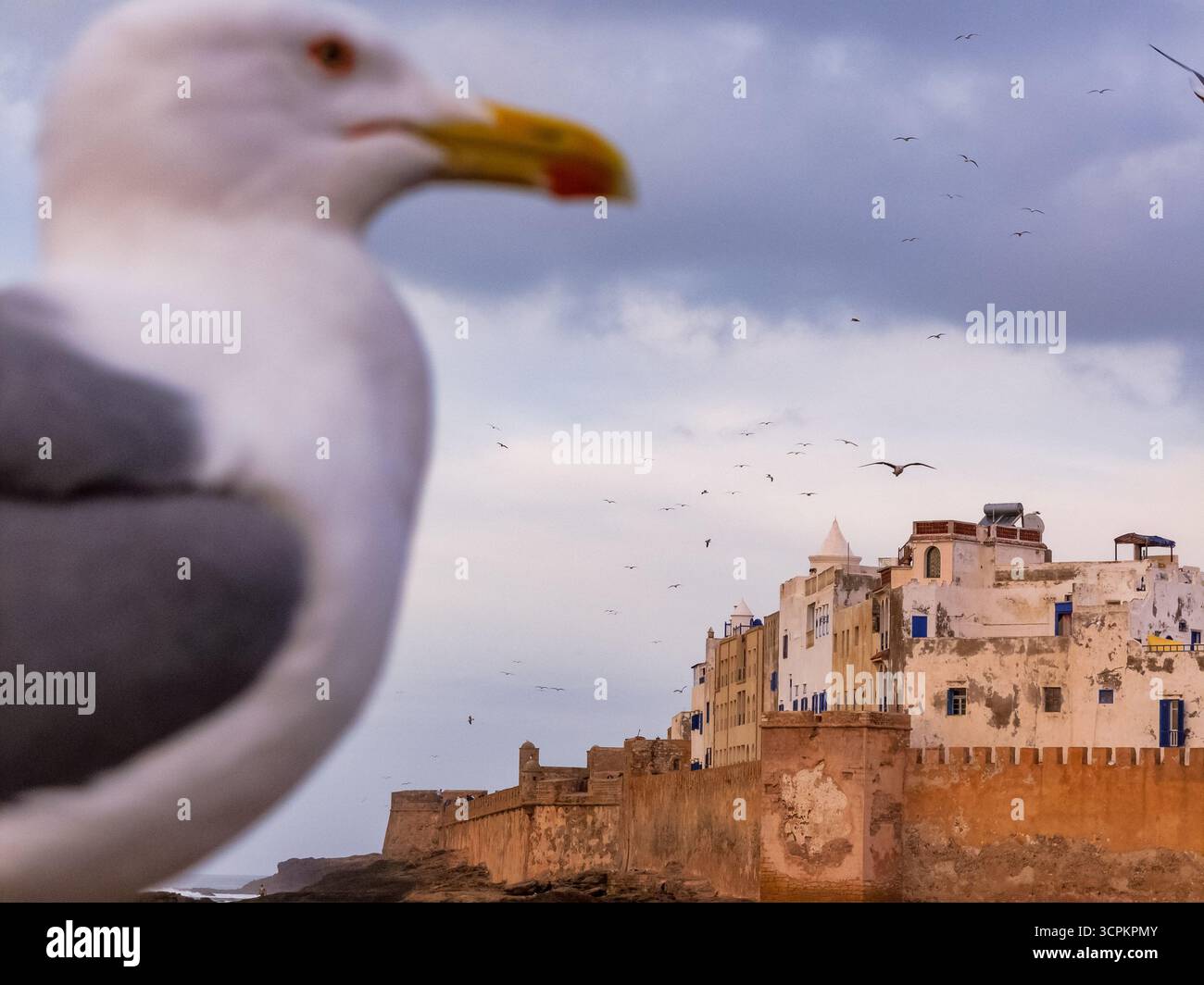 Seagull stands in foreground hi-res stock photography and images - Alamy