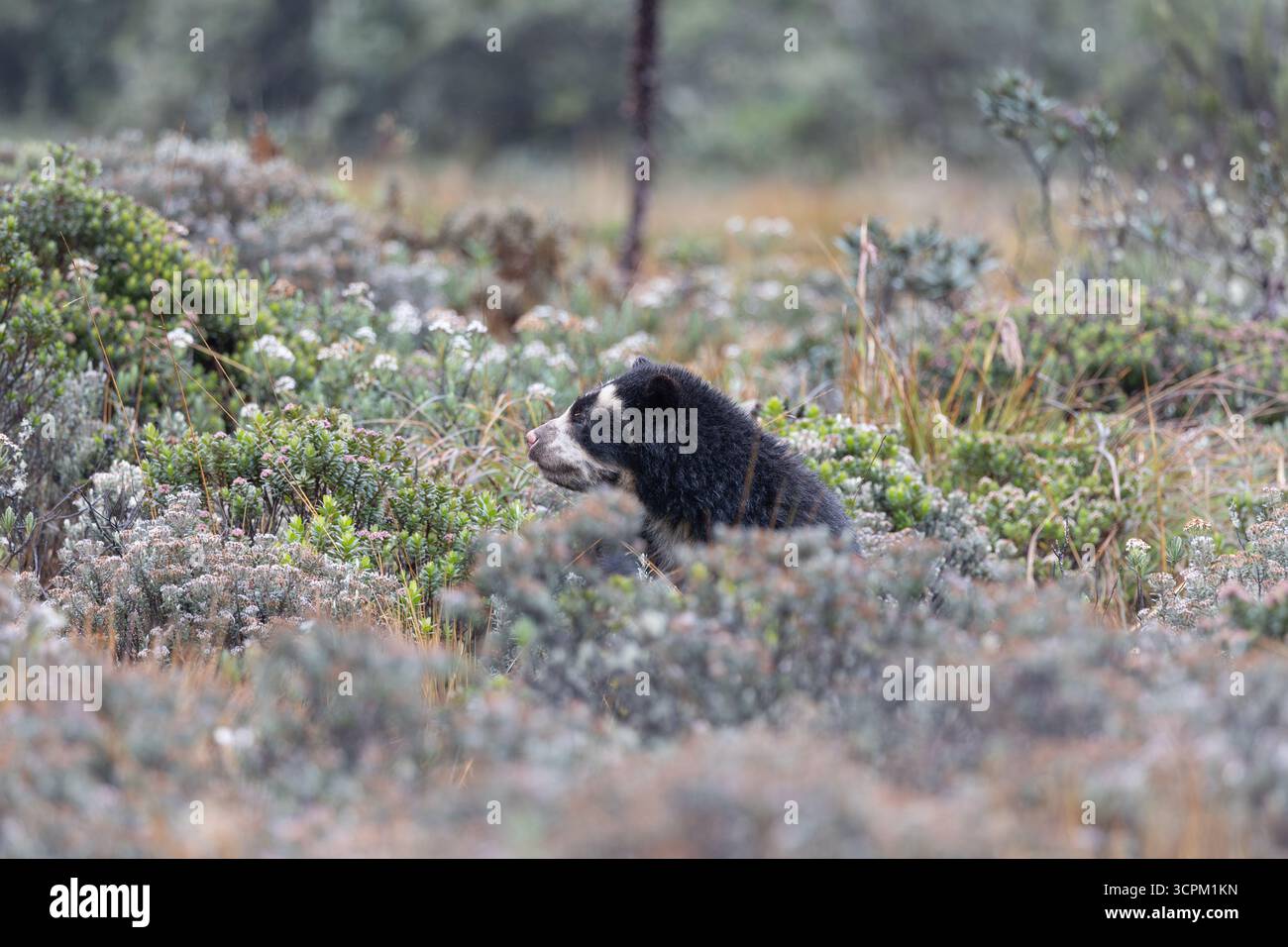 Portrait of an endangered Andean bear in the páramo ecosystem, Ecuador ...