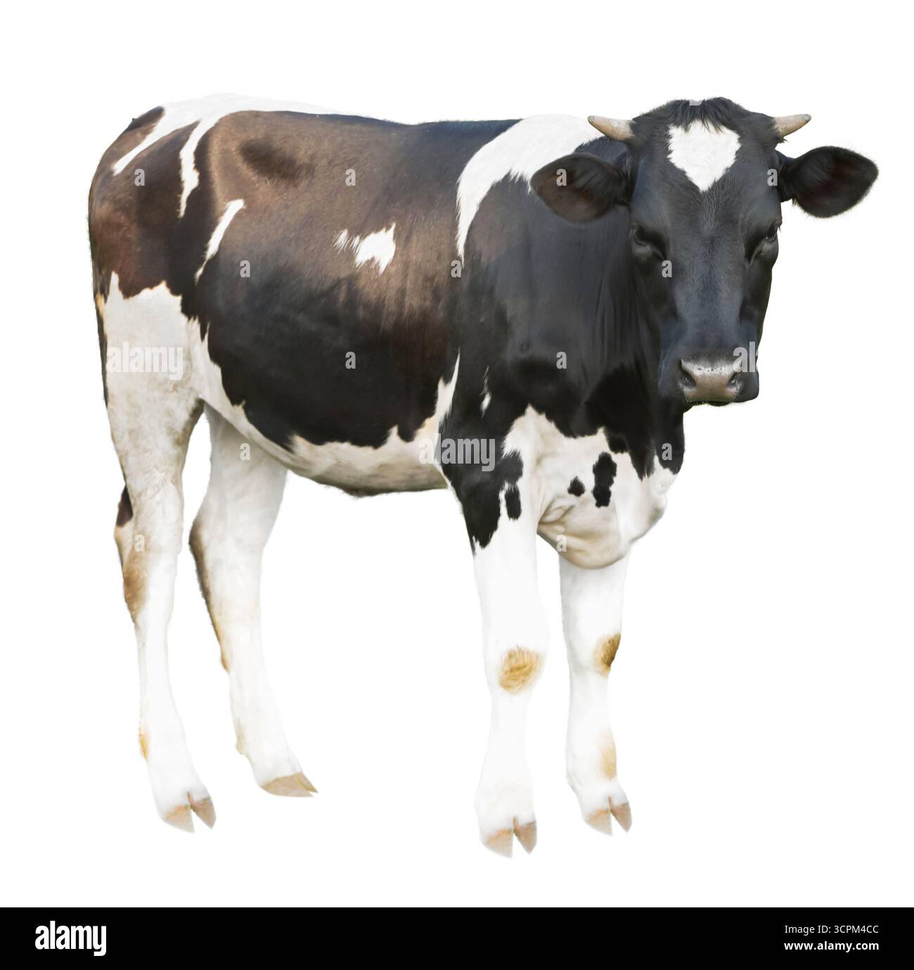 Cow on meadow isolated Cut Out Stock Images & Pictures - Alamy