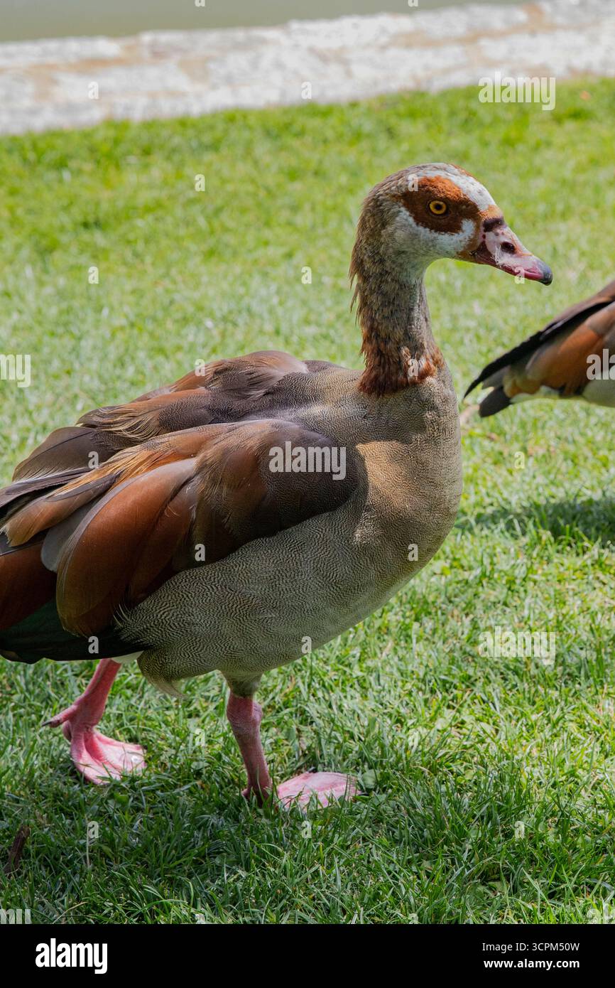 View wild geese in hi-res stock photography and images - Alamy