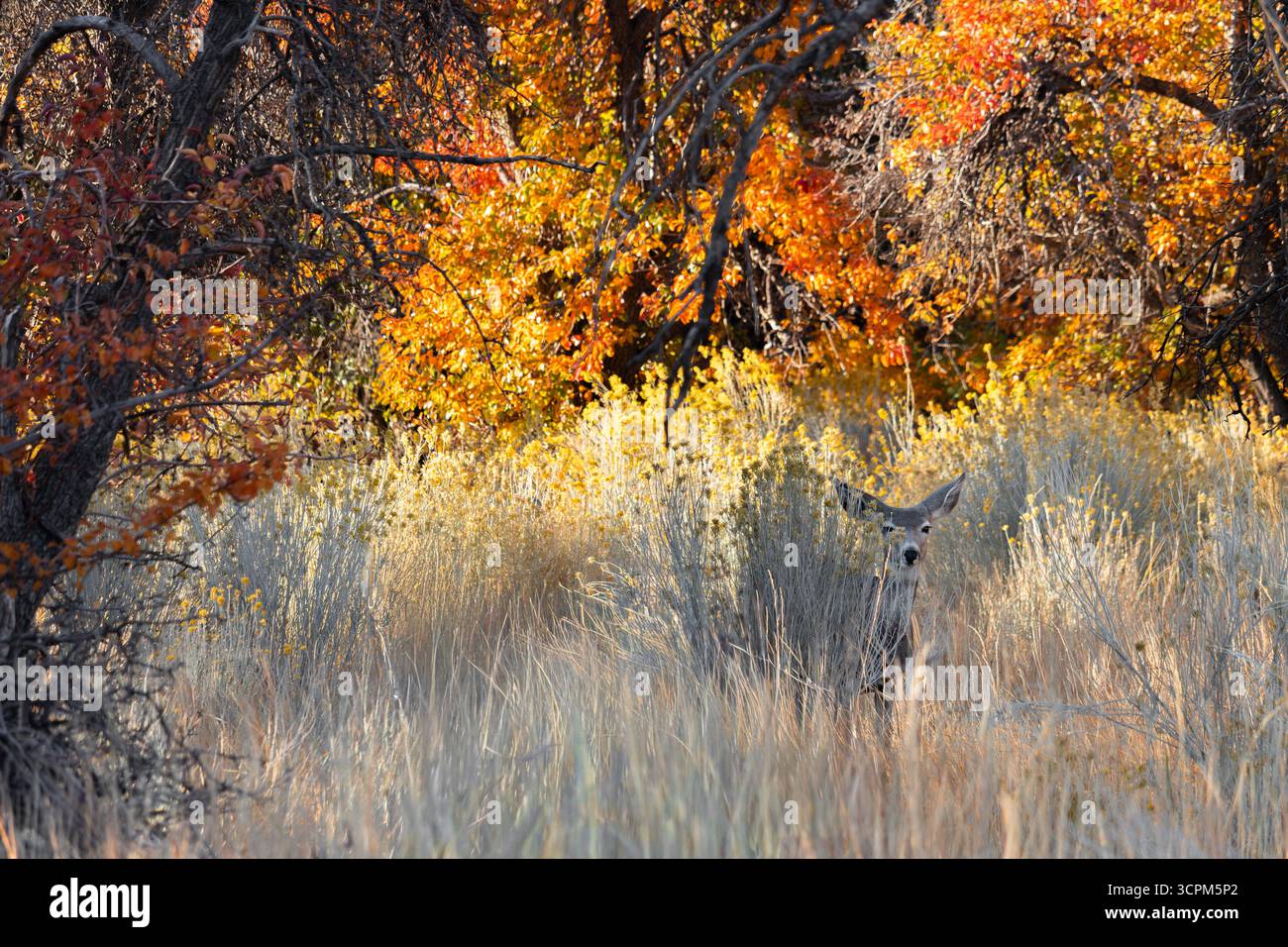 A mule deer hiding in the brush during the fall colors in the eastern ...