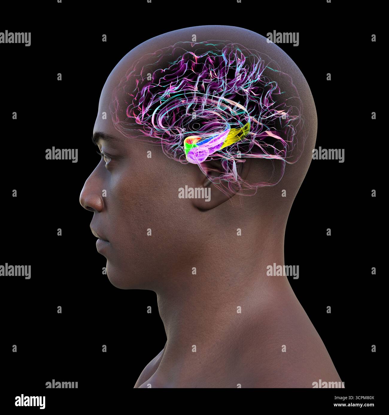 Illustration of a human brain mid-section with highlighted amygdala ...