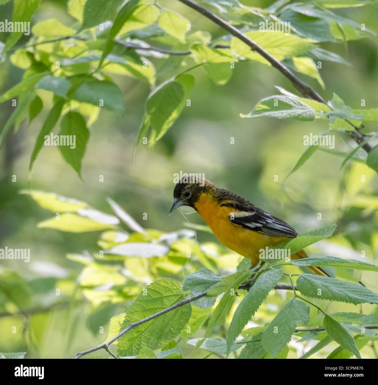 Female baltimore oriole bird hi-res stock photography and images - Alamy