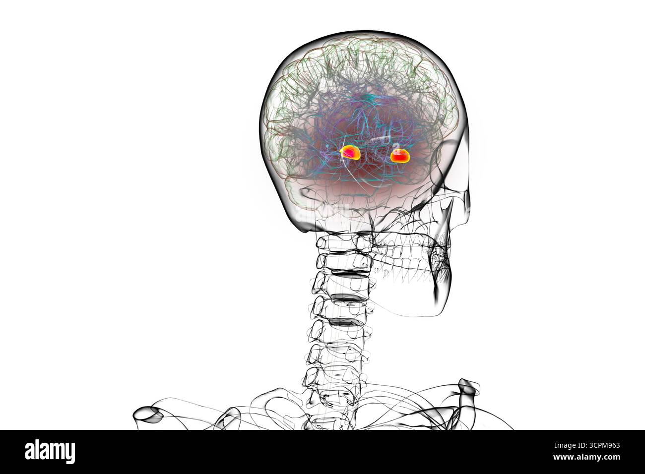 Human brain with highlighted amygdala, illustration. Amygdala is ...