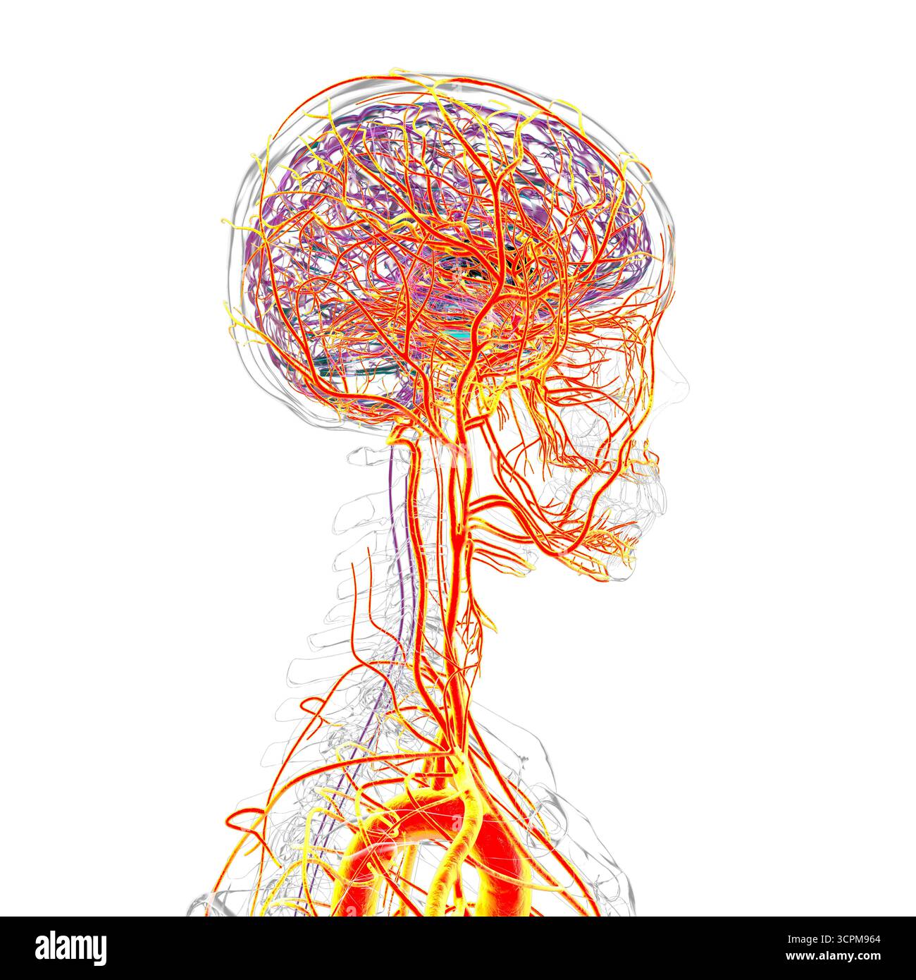 Arterial blood supply of the human brain, illustration Stock Photo - Alamy