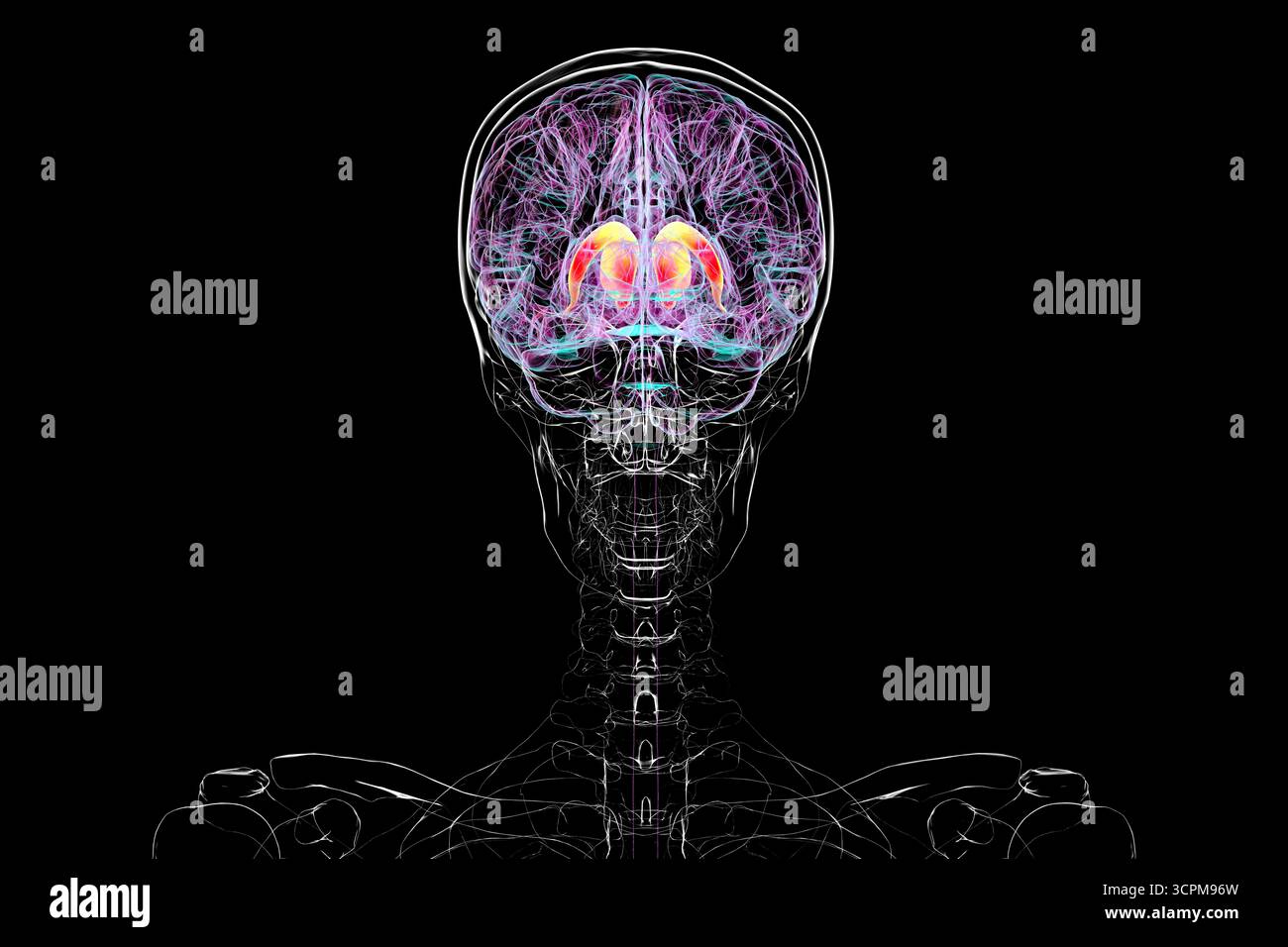 Human brain with highlighted caudate nucleus, illustration. A deep grey ...