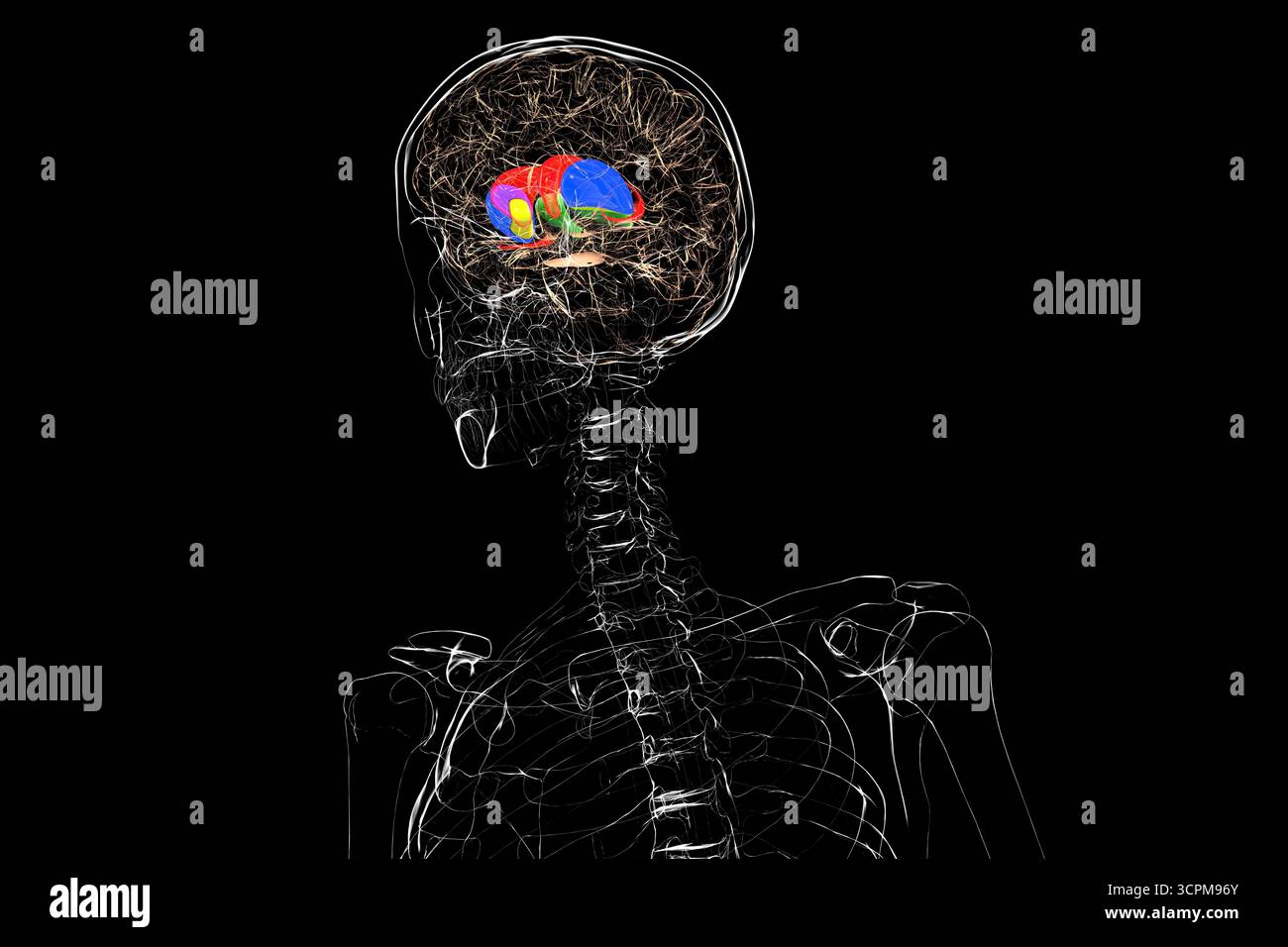 Human brain with caudate nucleus (red), thalamus (green), putamen (blue ...