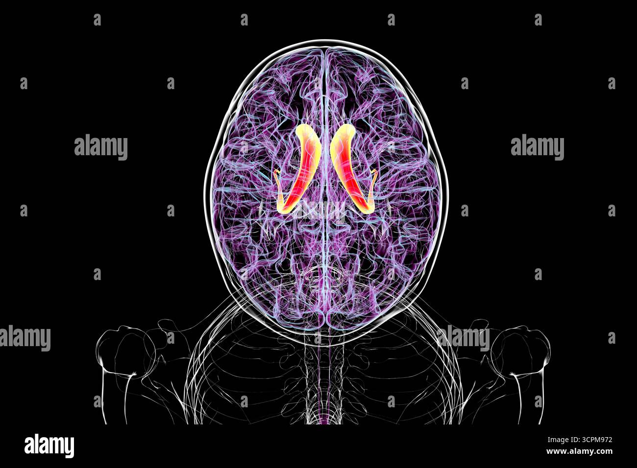 Reward structure of human brain hi-res stock photography and images - Alamy