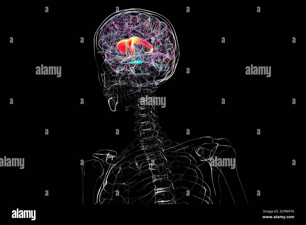 Human brain with highlighted caudate nucleus, illustration. A deep grey ...