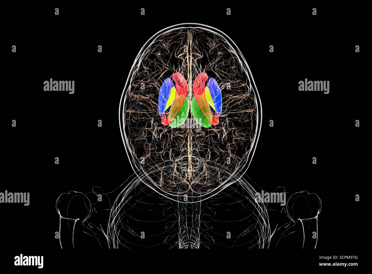Human brain with caudate nucleus (red), thalamus (green), putamen (blue ...