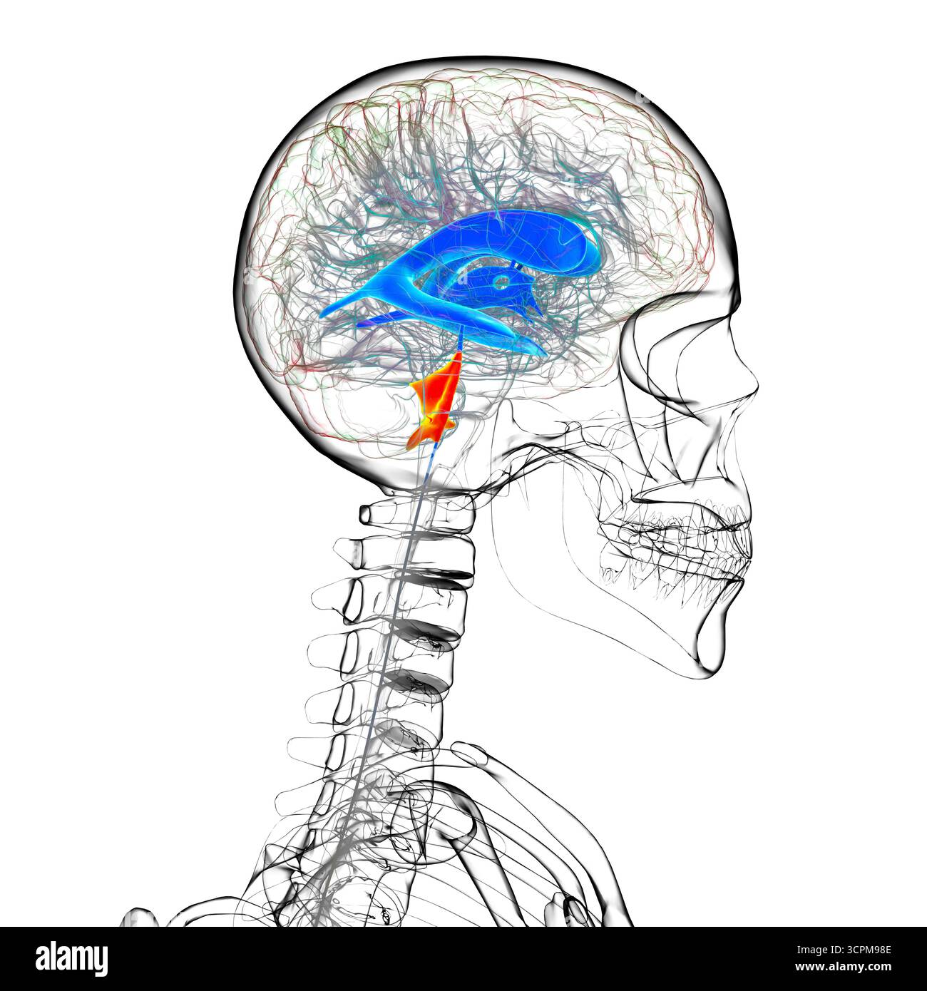 Fourth ventricle of human brain, illustration highlighting the cavity ...