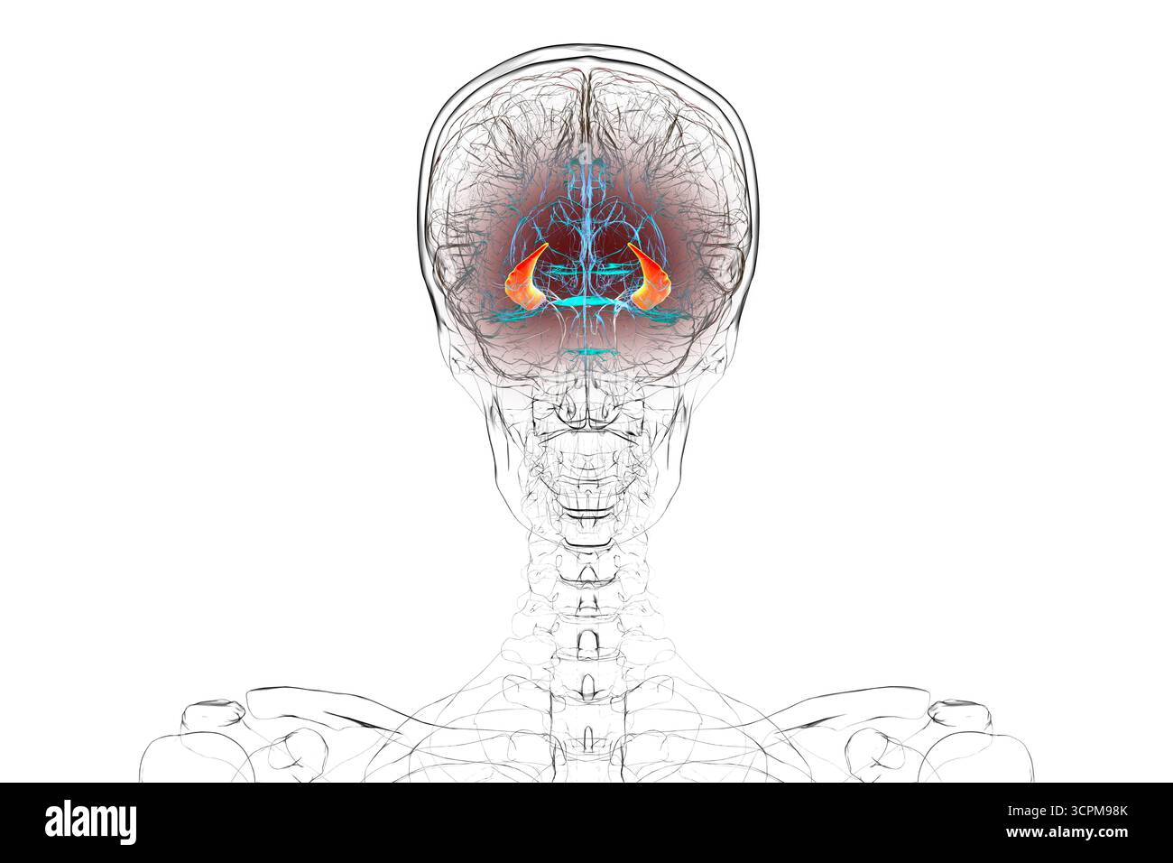 Human brain with highlighted hippocampus, a key structure involved in ...