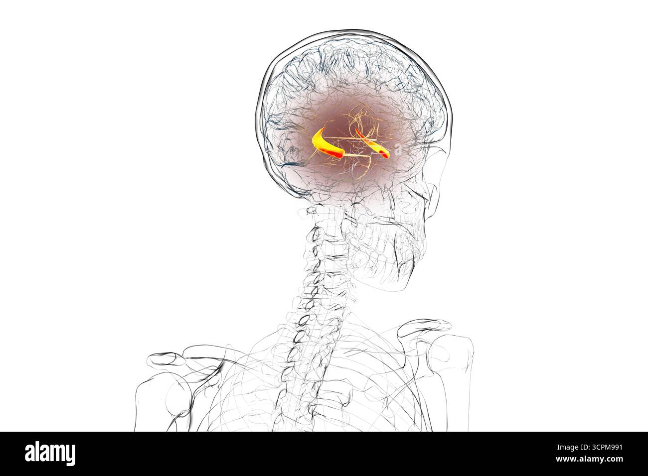 Human brain with highlighted hippocampus, a key structure involved in ...