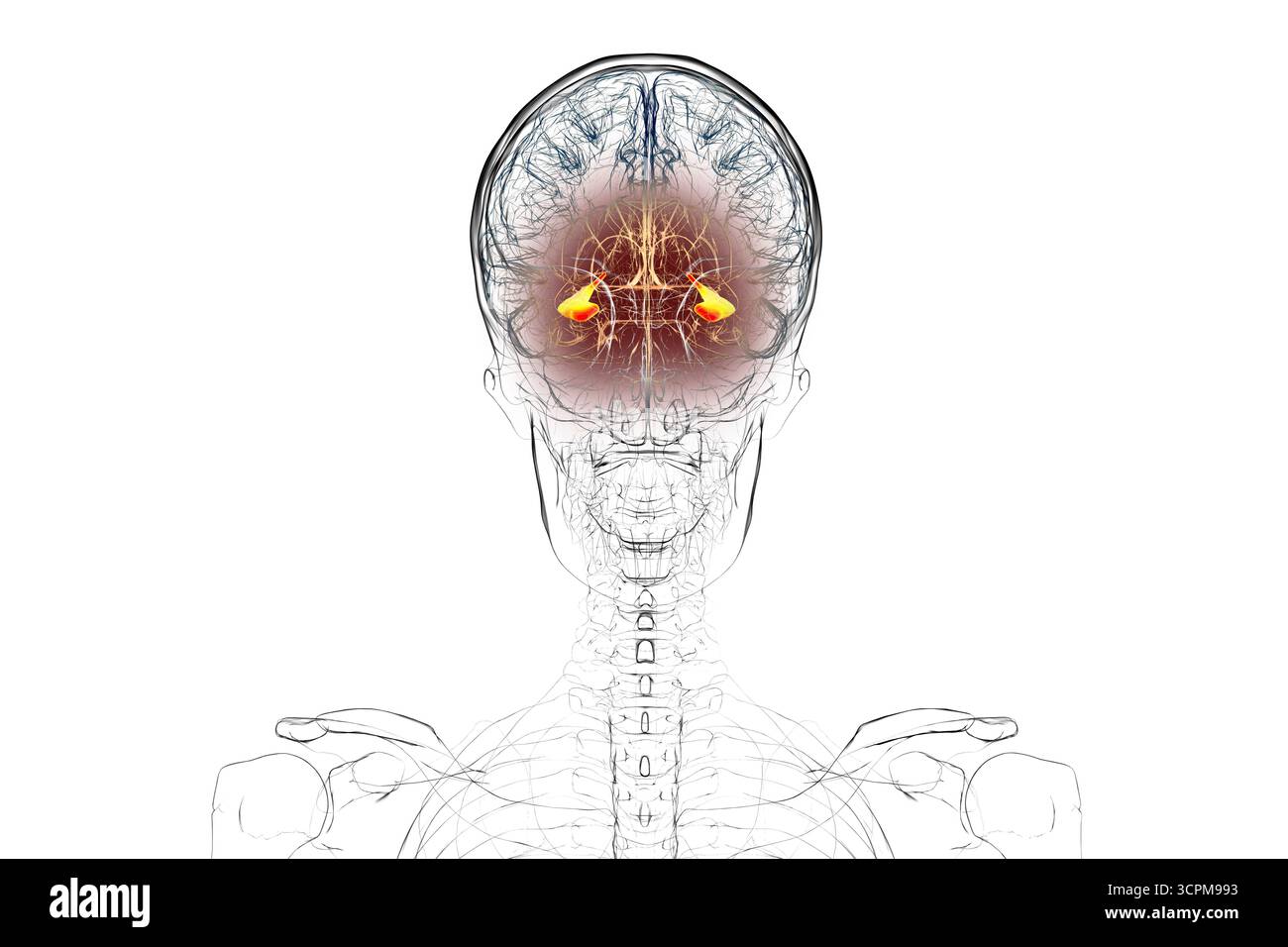 Human brain with highlighted hippocampus, a key structure involved in ...