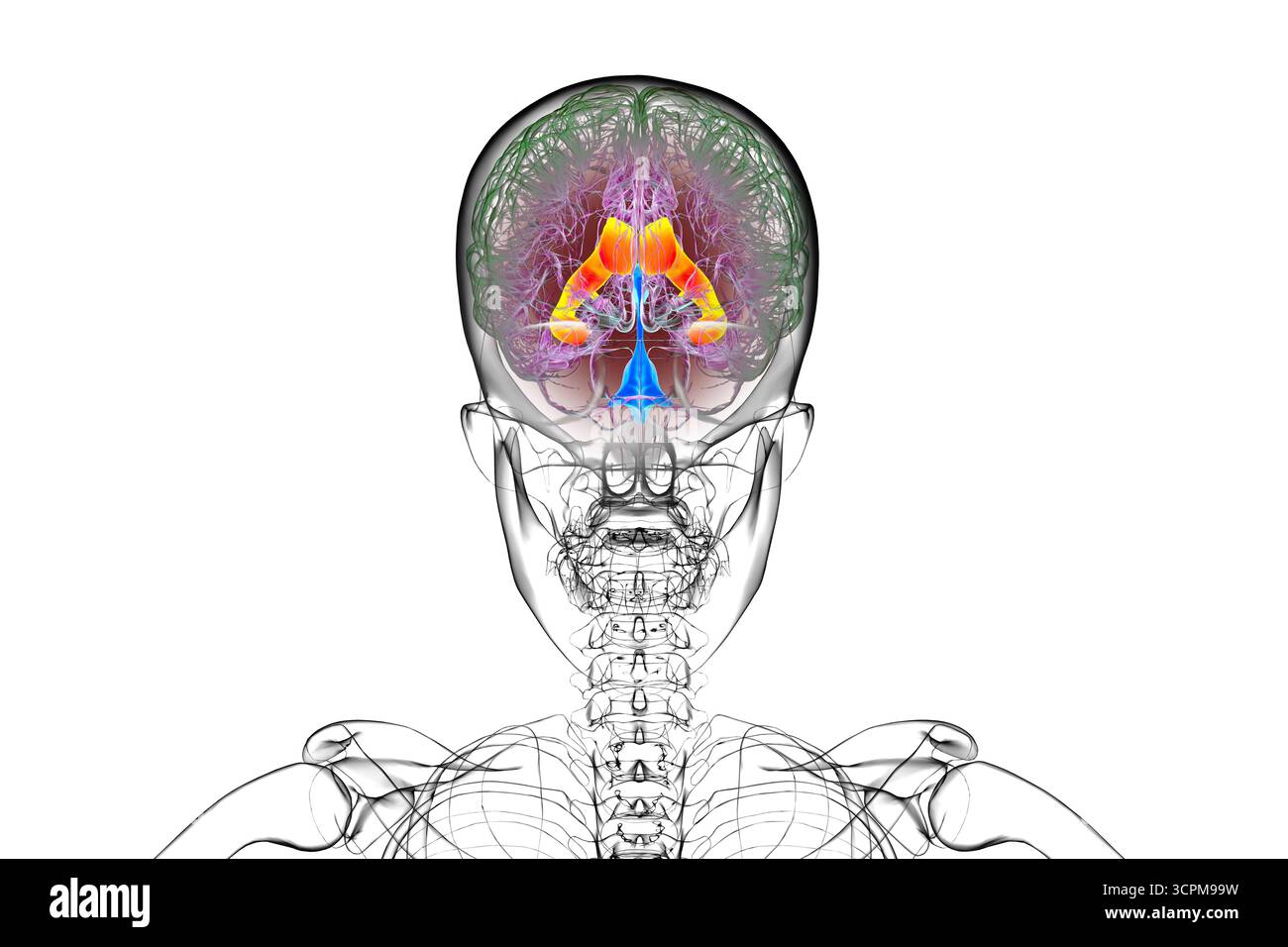 The lateral brain ventricles, the largest paired cavities in the brain ...
