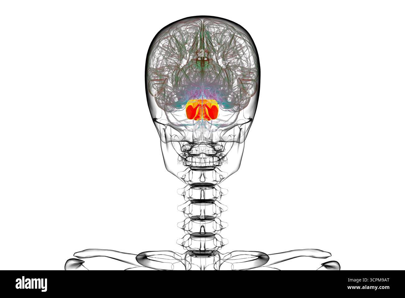 Human brain with the pons highlighted in orange, responsible for ...