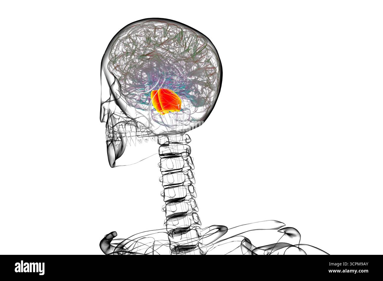 Human brain with the pons highlighted in orange, responsible for ...