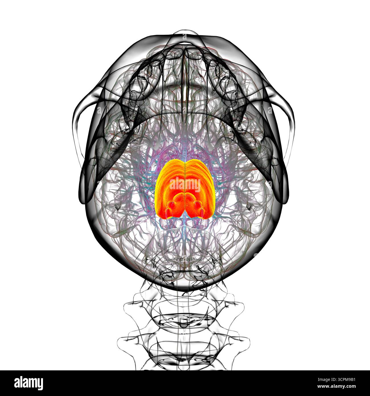Human brain with the pons highlighted in orange, responsible for ...