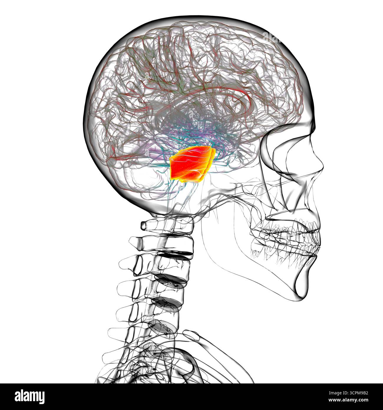 Human brain with the pons highlighted in orange, responsible for ...