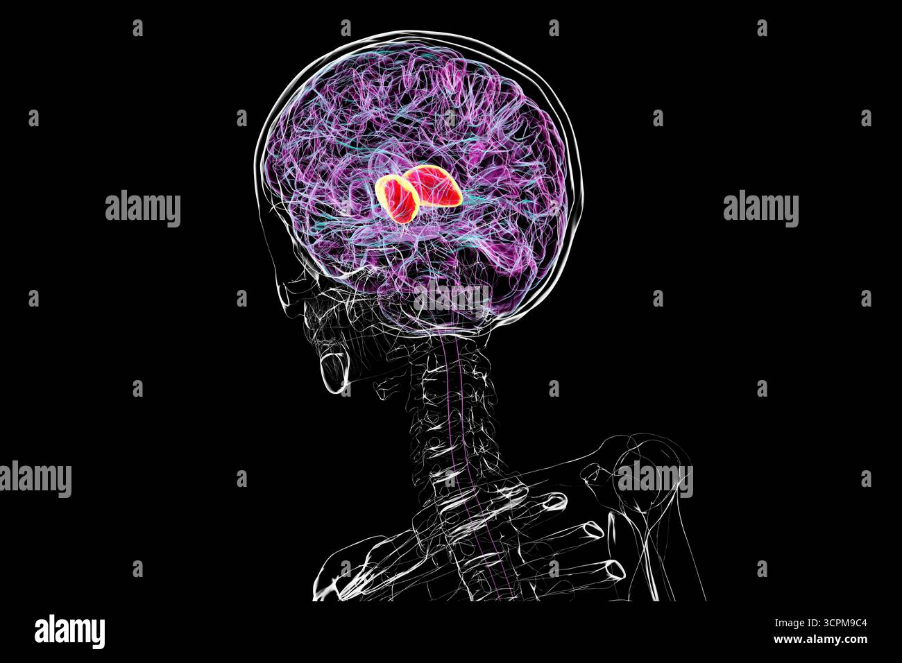 Thalamus of human brain. Illustration showing the paired deep grey ...