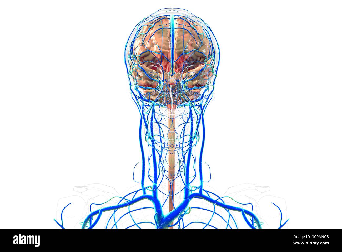 Veins of the human brain, illustration Stock Photo - Alamy