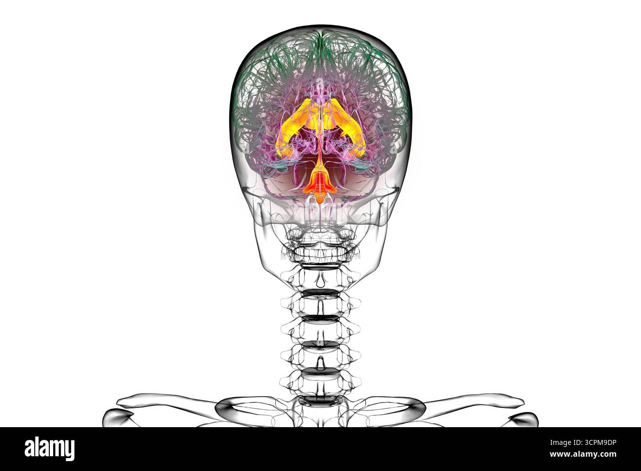 Ventricular system of the brain, illustration. The ventricles are ...