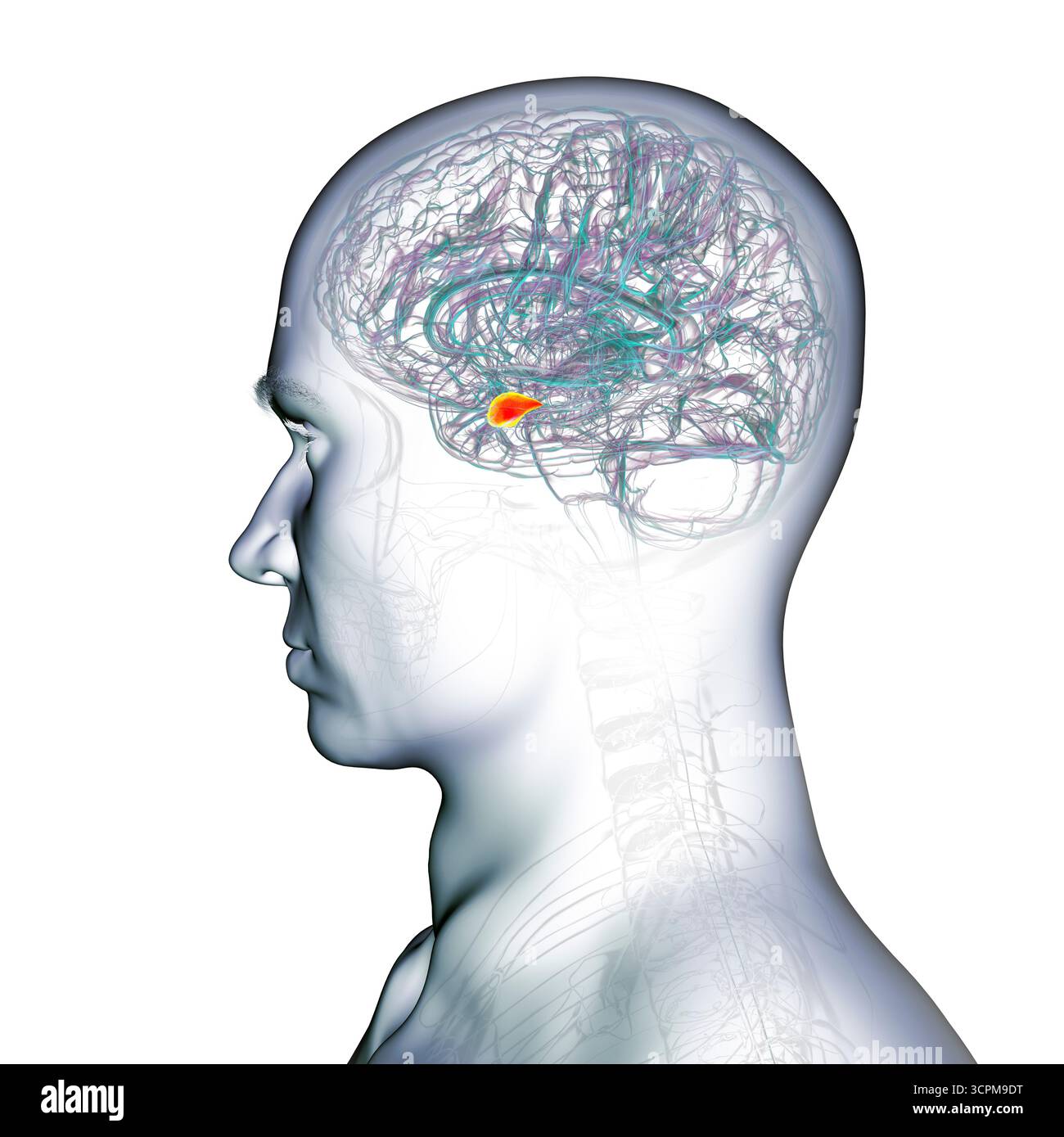 Illustration of the human brain with highlighted amygdala. This almond ...