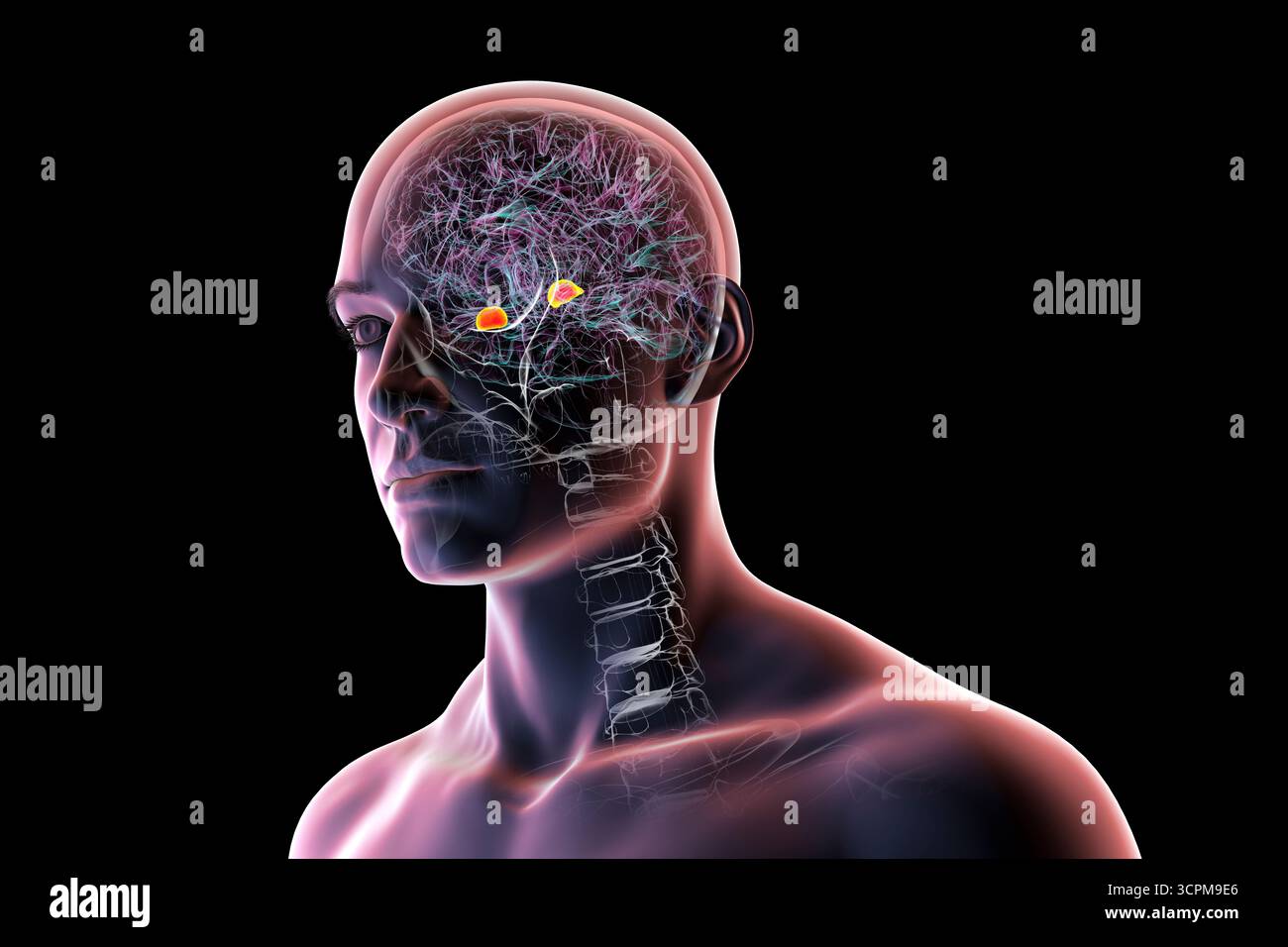 Illustration of the human brain with highlighted amygdala. This almond ...
