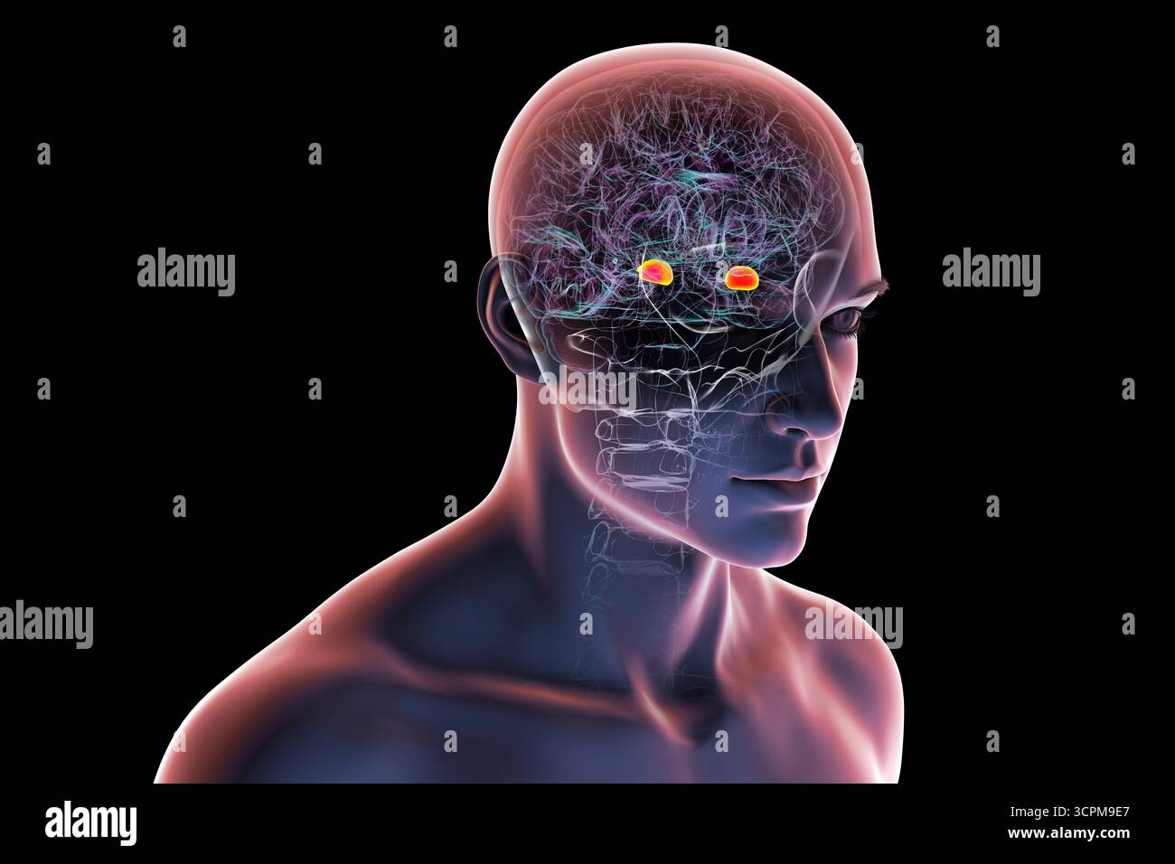 Illustration of the human brain with highlighted amygdala. This almond ...