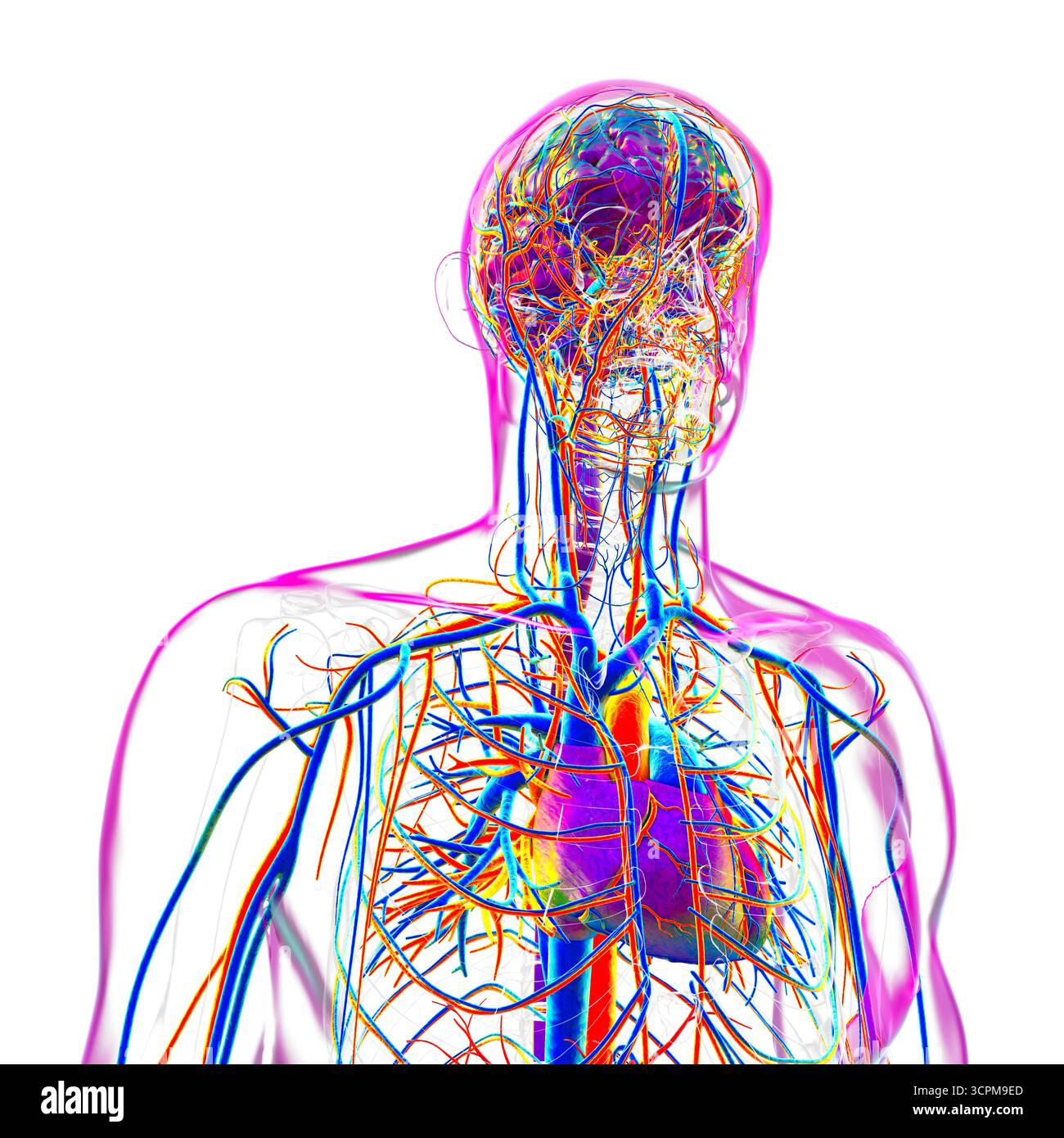 Heart anatomy and function hi-res stock photography and images - Alamy