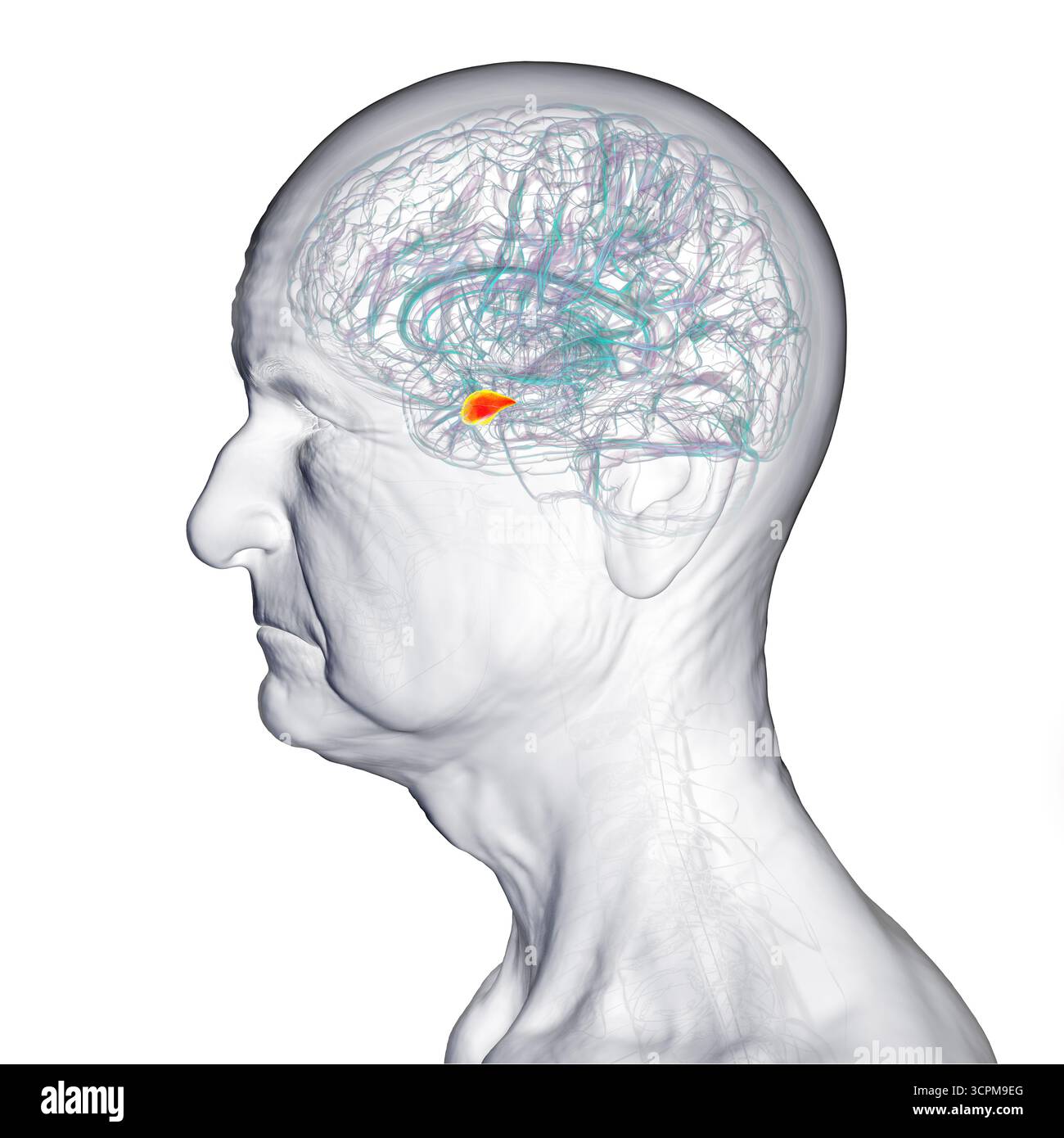 Illustration of the human brain in a senior person with highlighted ...