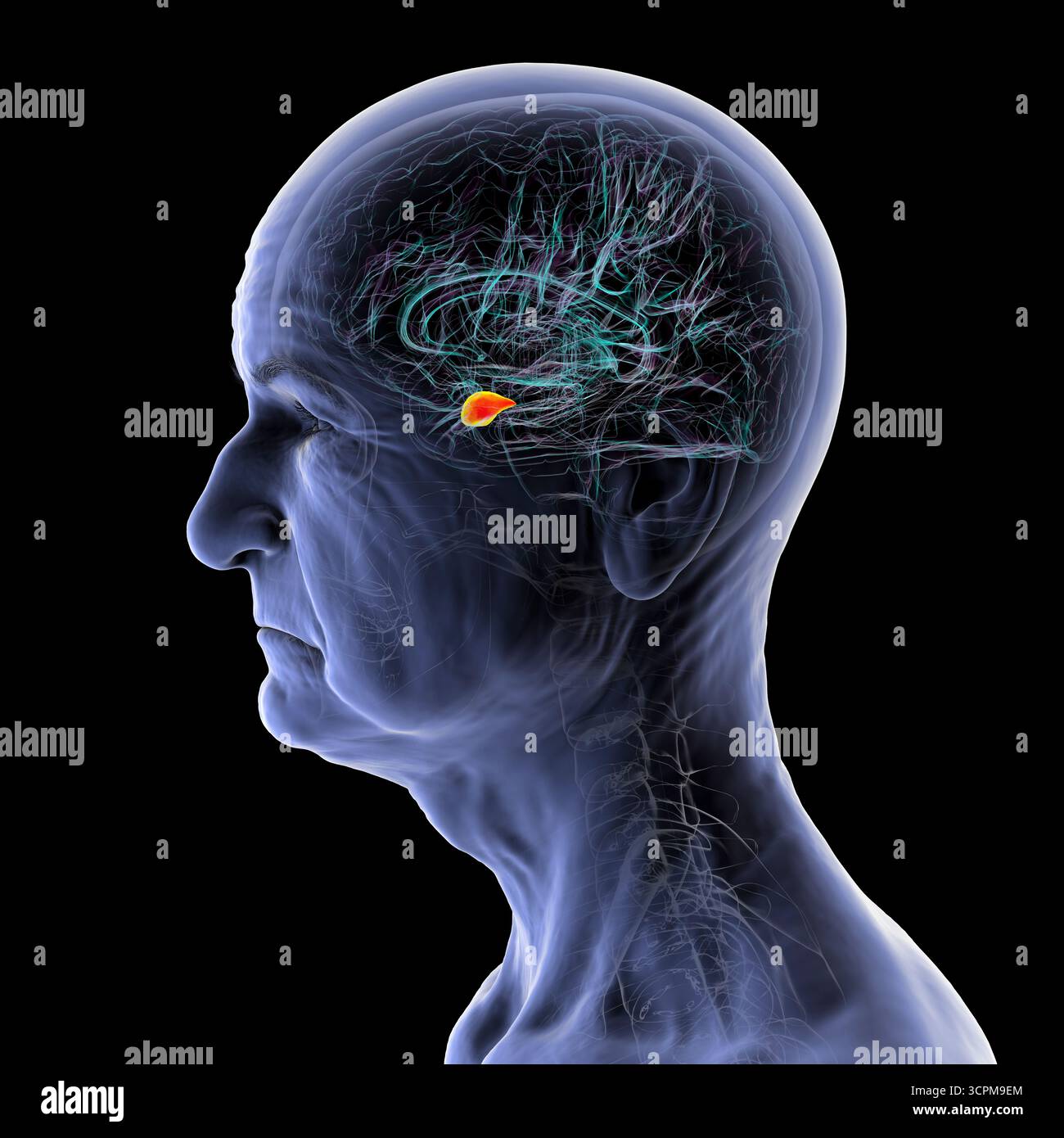 Illustration of the human brain in a senior person with highlighted ...