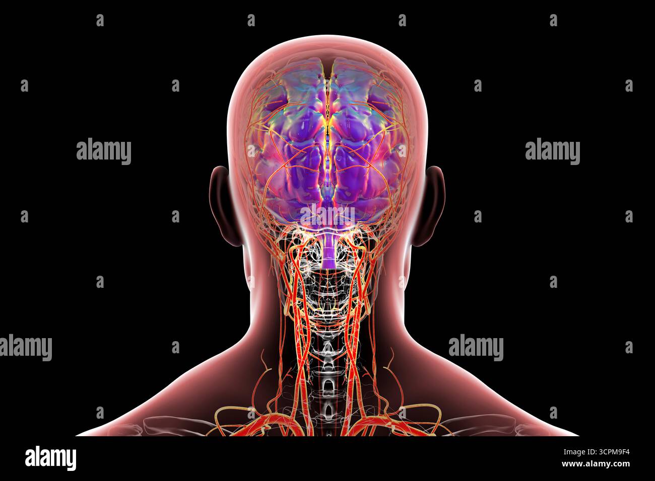 Illustration of the arterial blood supply of the human brain. Back view ...