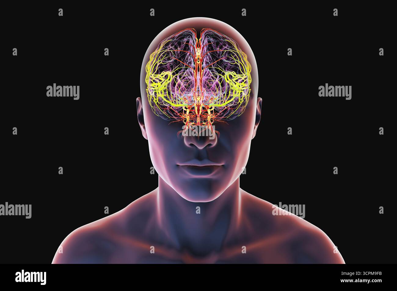 Illustration of the middle cerebral artery (yellow). This supplies ...