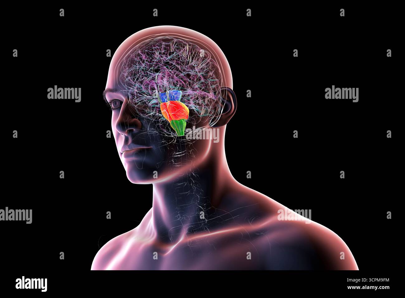 Illustration of a human brain with a highlighted brainstem: midbrain in ...