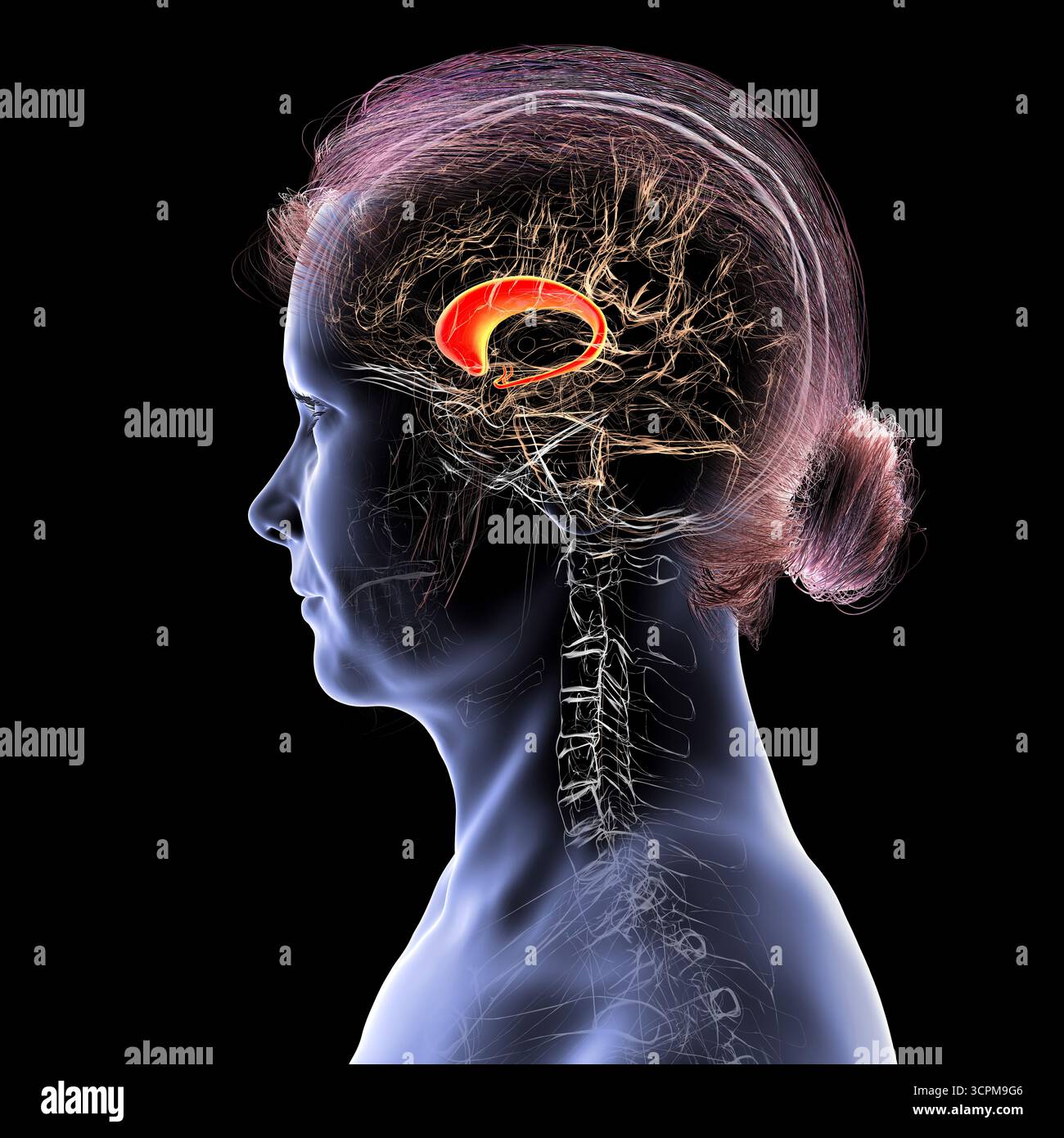 Illustration of a human brain with highlighted caudate nucleus. This is ...
