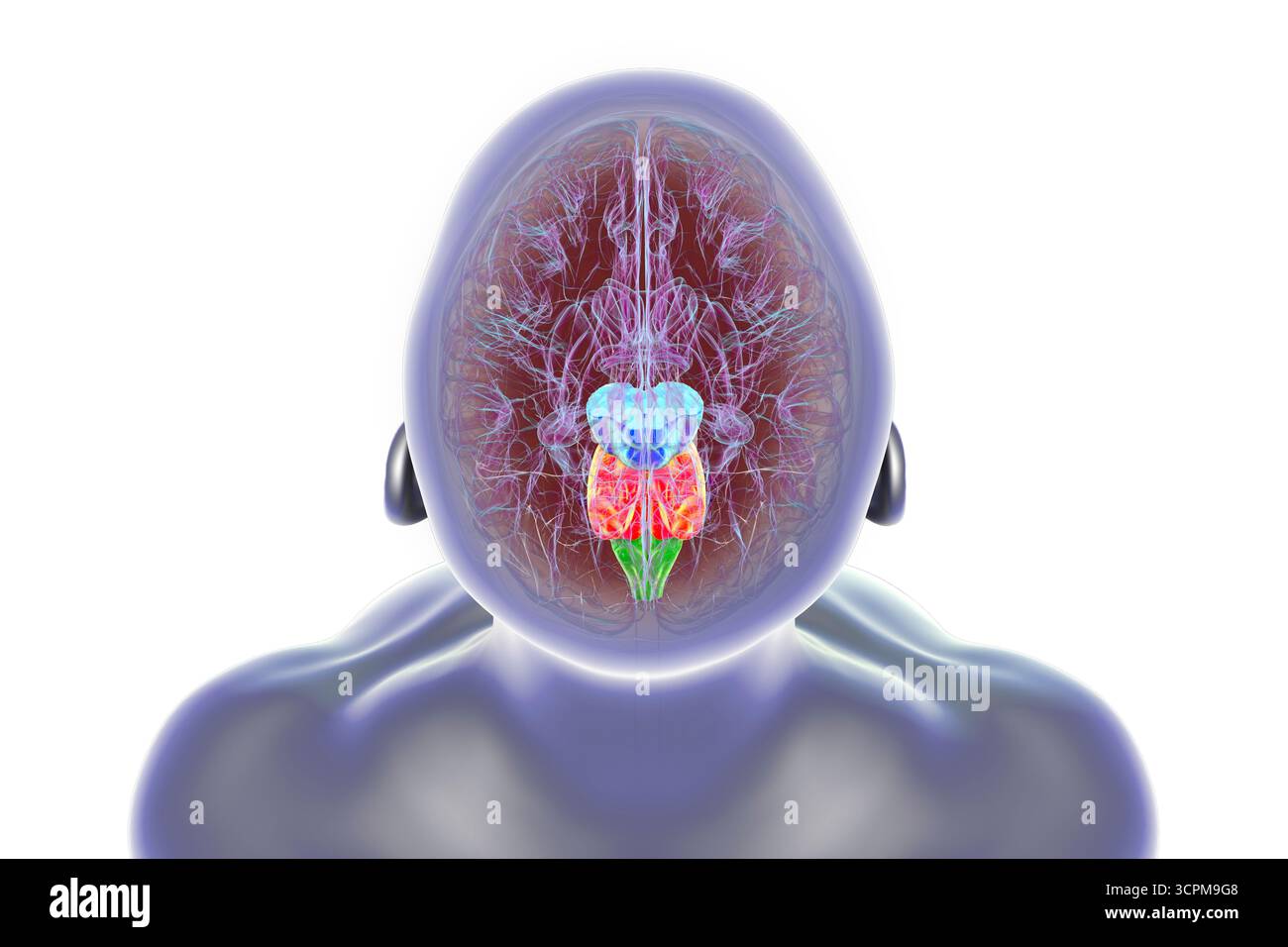 Illustration of a human brain with a highlighted brainstem: midbrain in ...