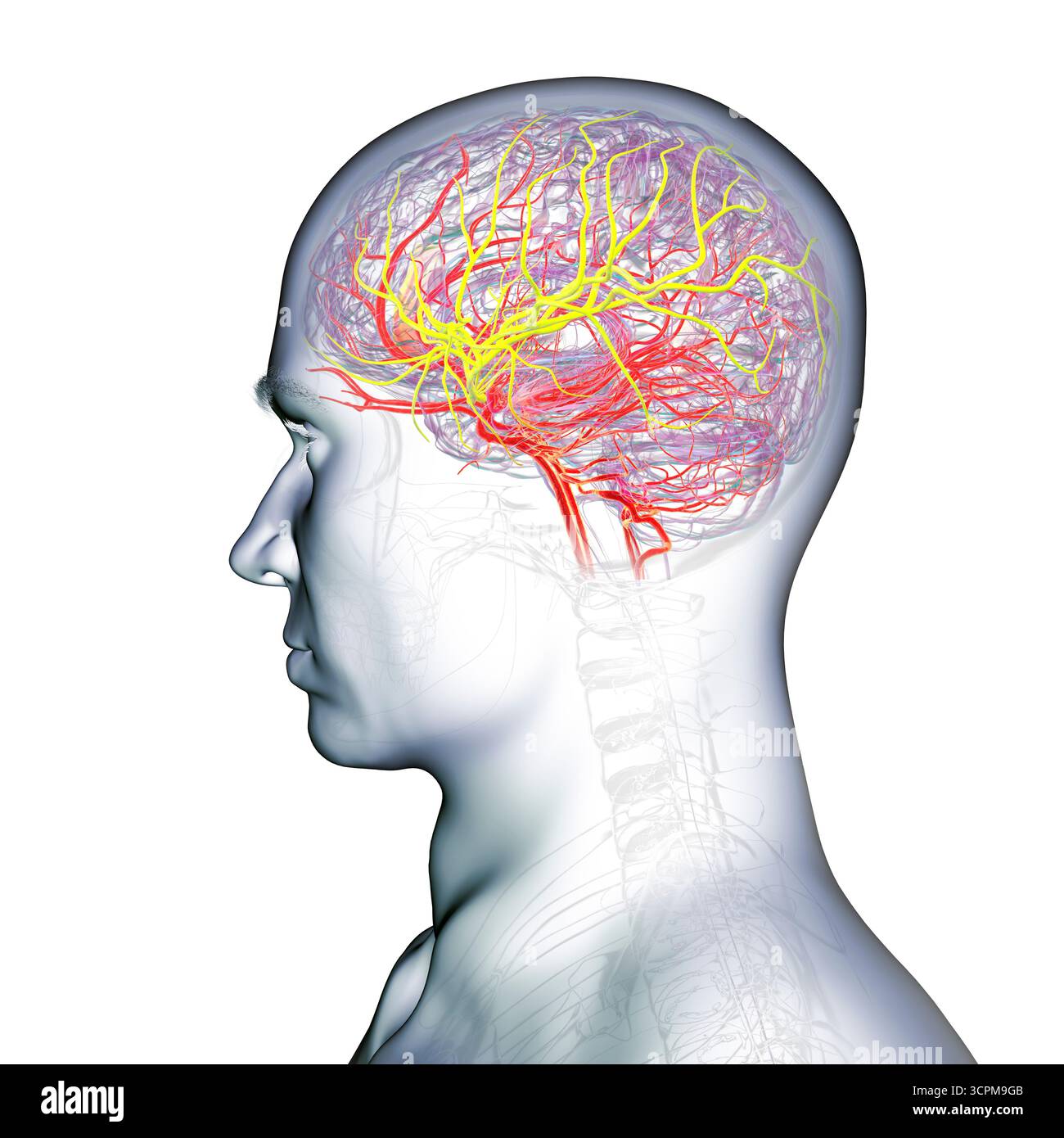 Illustration of the middle cerebral artery (yellow). This supplies ...