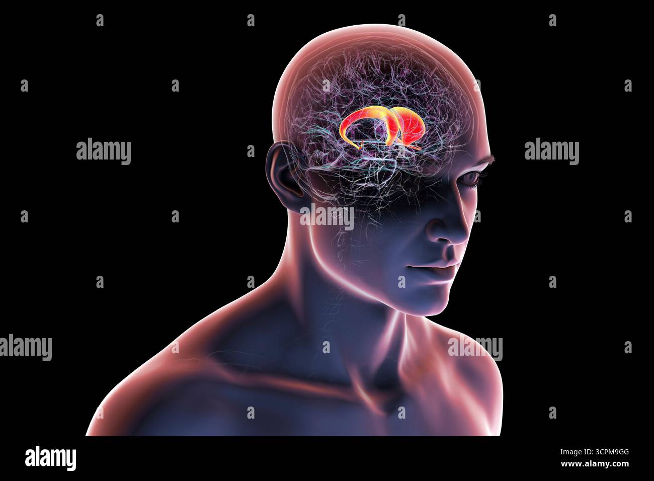 Illustration of a human brain with highlighted caudate nucleus. This is ...