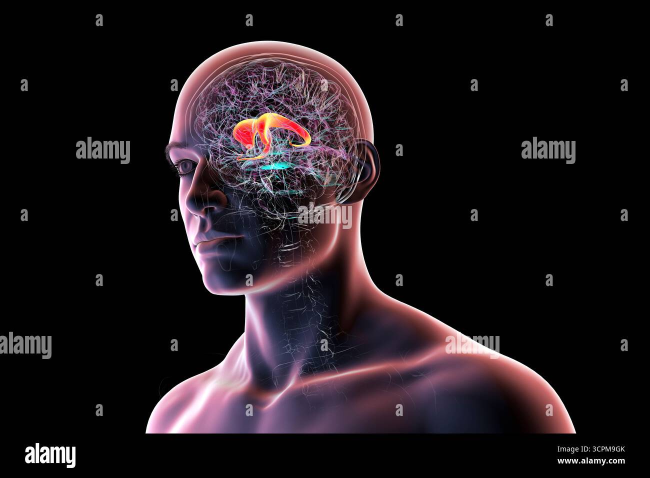 Illustration of a human brain with highlighted caudate nucleus. This is ...