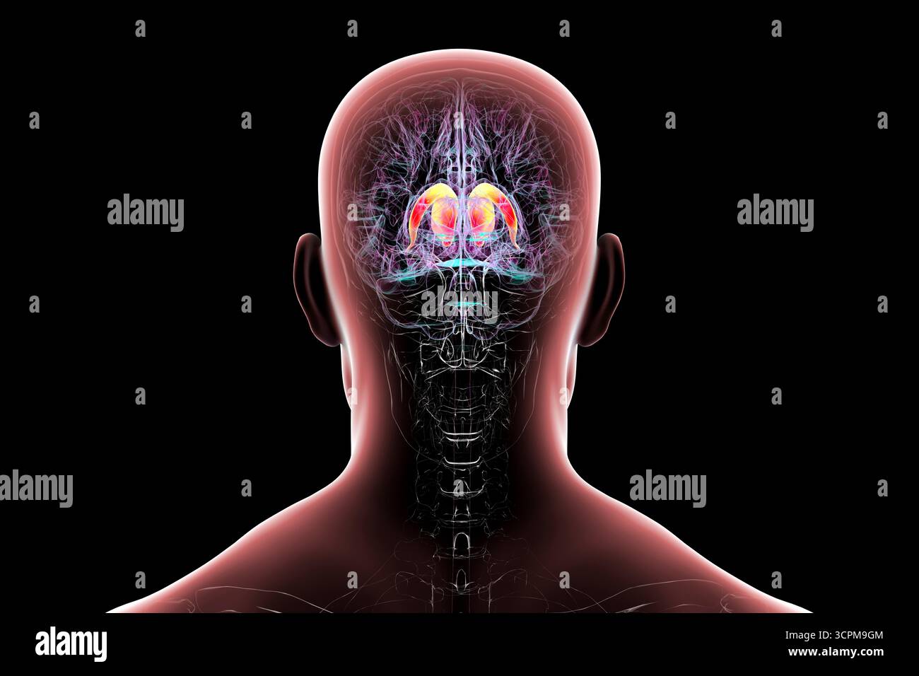 Illustration of a human brain with highlighted caudate nucleus. This is ...