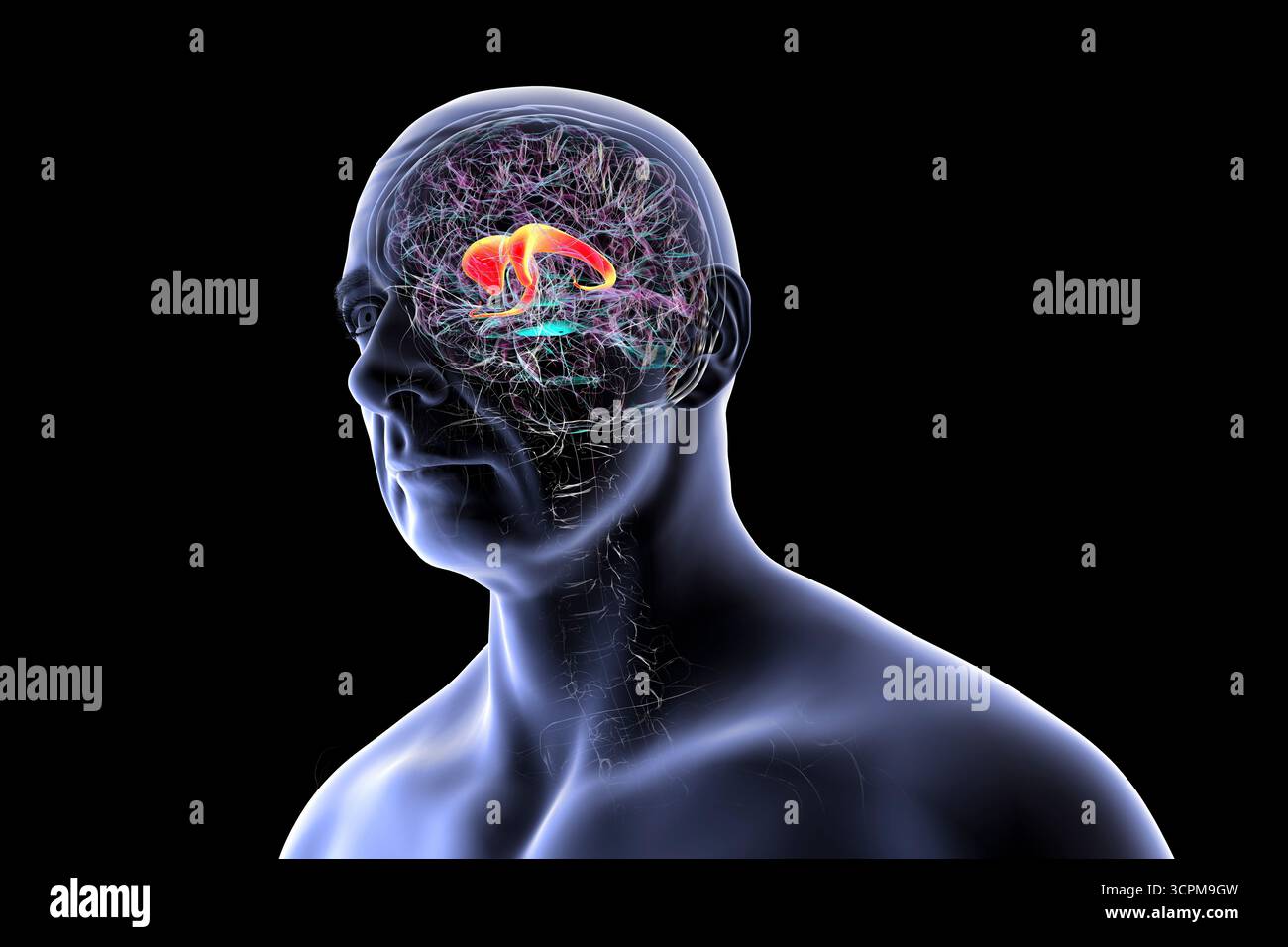 Illustration of a human brain with highlighted caudate nucleus. This is ...